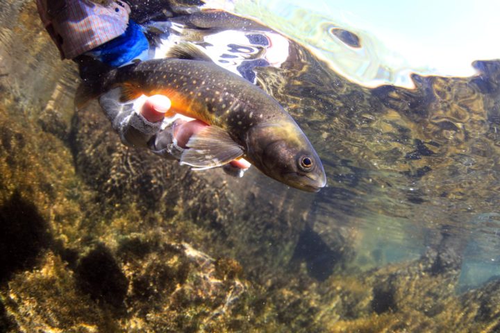 Saibling-Abenteuer Grönland - fishbreak.ch : fishbreak.ch